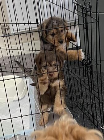 Buy and sell Poodle puppies and dogs online | Poodle Owners