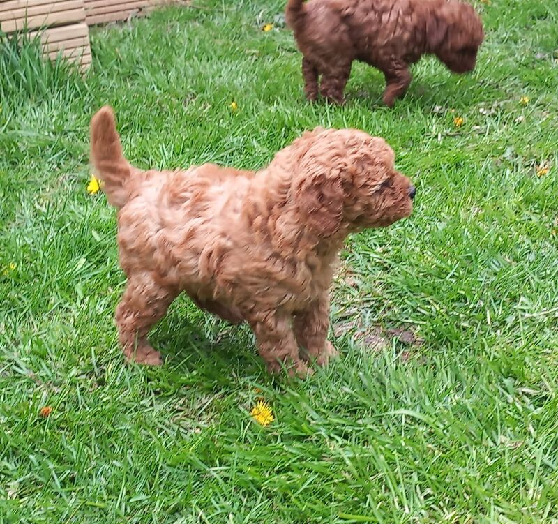 KC REGISTERED RED MINIATURE POODLE PUPS For Sale in Dronfield, Derbyshire
