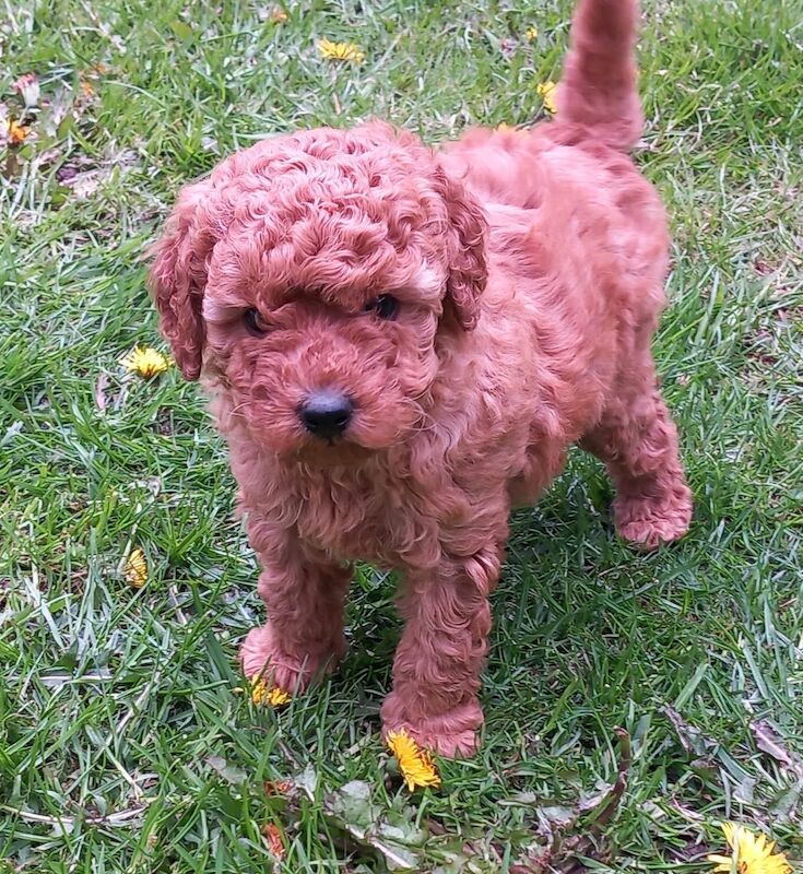 KC REGISTERED RED MINIATURE POODLE PUPS For Sale in Dronfield, Derbyshire