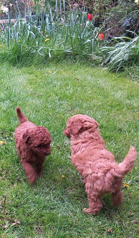 KC REGISTERED RED MINIATURE POODLE PUPS For Sale in Dronfield, Derbyshire