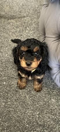 LAST 2 F1B Little Cockapoo Puppys Merle Black - Poodle Puppies For Sale ...