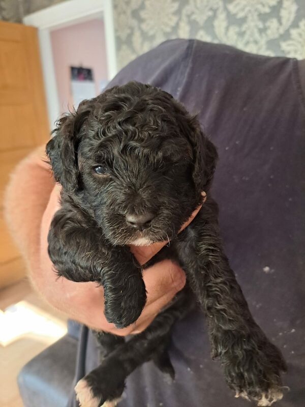 4 Male Patterpoo Pups Patterdale X Toy Poodle For Sale in Leicester ...
