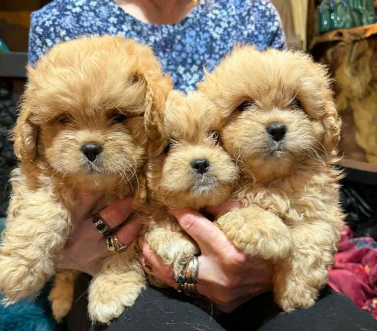 Peekapoo Puppies (pekingese X Poodle) For Sale in Brechin, Angus ...
