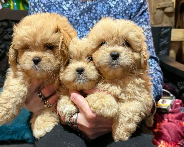 Peekapoo Puppies (pekingese X Poodle) For Sale in Brechin, Angus ...