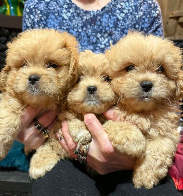 Peekapoo Puppies (pekingese X Poodle) For Sale in Brechin, Angus ...