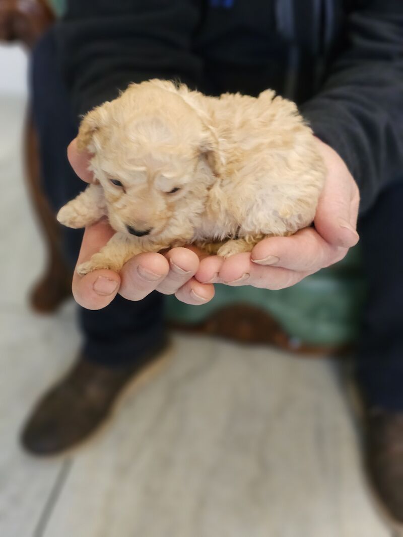 KC REGISTERED RED MINIATURE POODLE PUPPIES For Sale in Gravesend, Kent ...