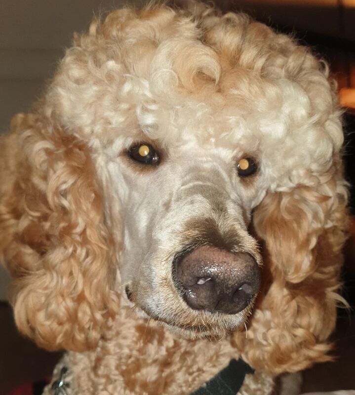 Asian Toy Poodle Girl Round Eyes - Very Cheerful For Sale in Stone ...