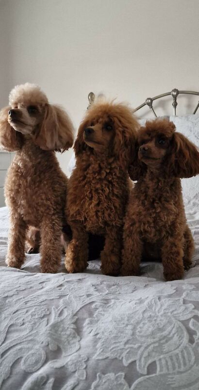 Buy and sell Poodle dogs and puppies online | Poodle Owners